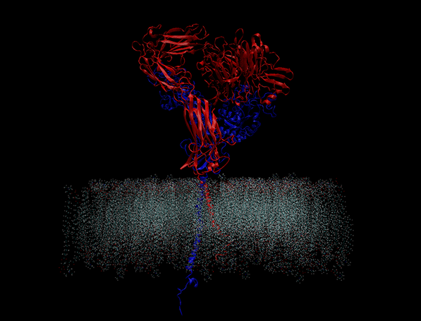 Mofrad Lab models how cells interact with surroundings – UC Berkeley Department of Bioengineering